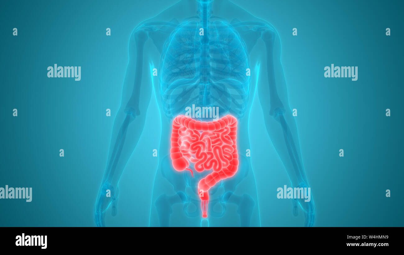 Human Digestive System Large and Small Intestine Anatomy Stock Photo ...