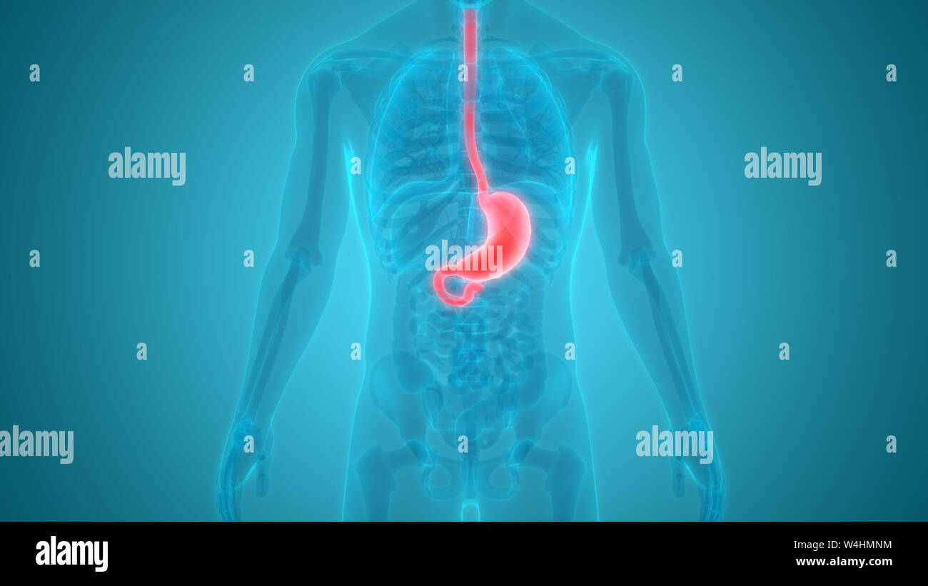 Human Digestive System Stomach Anatomy Stock Photo - Alamy