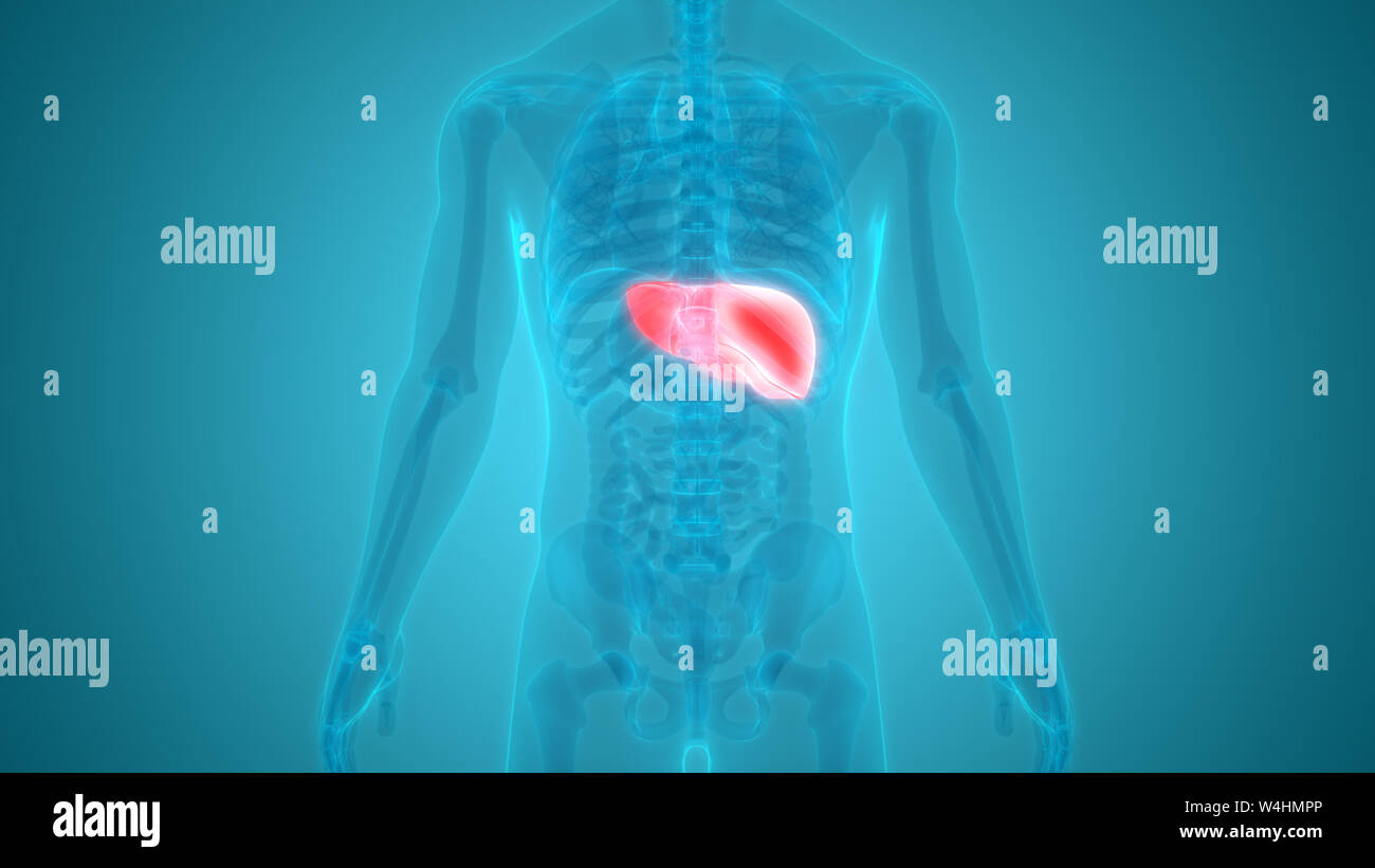 Human Digestive System Liver Anatomy Stock Photo - Alamy