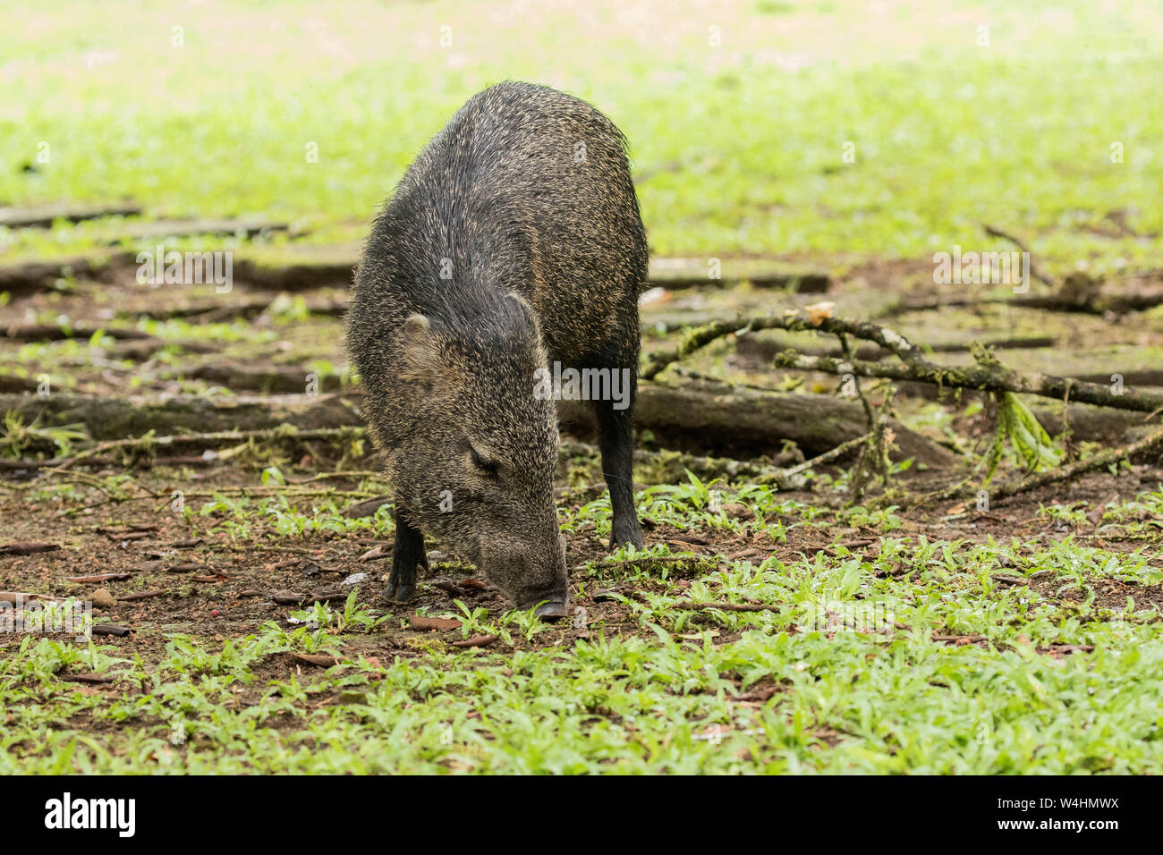 Collared peccary costa rica hi-res stock photography and images - Alamy