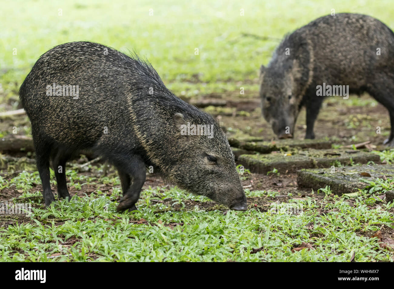 Collared peccary costa rica hi-res stock photography and images - Alamy