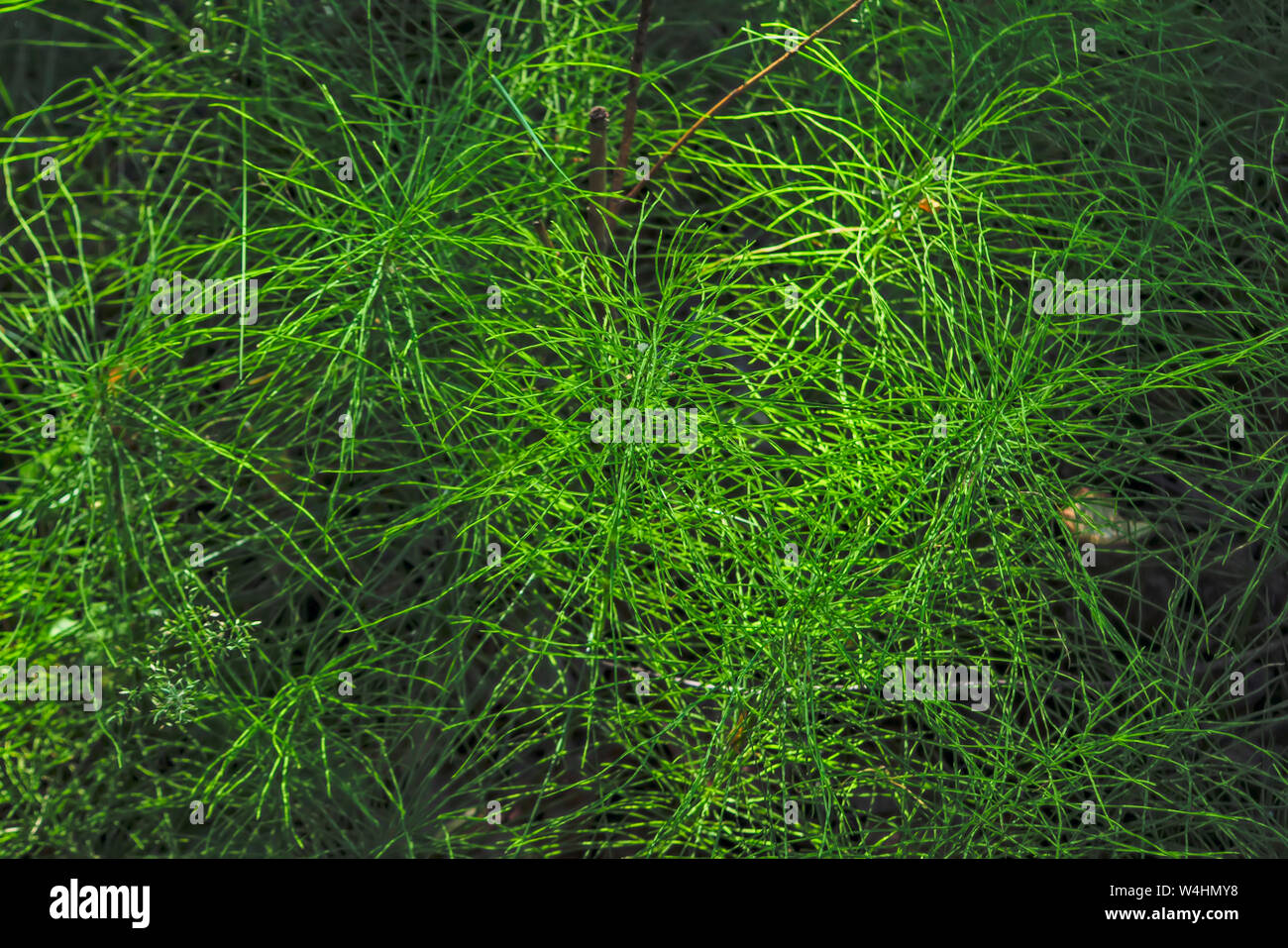 Equisetum arvense, the field horsetail or common horsetail - herbal ...