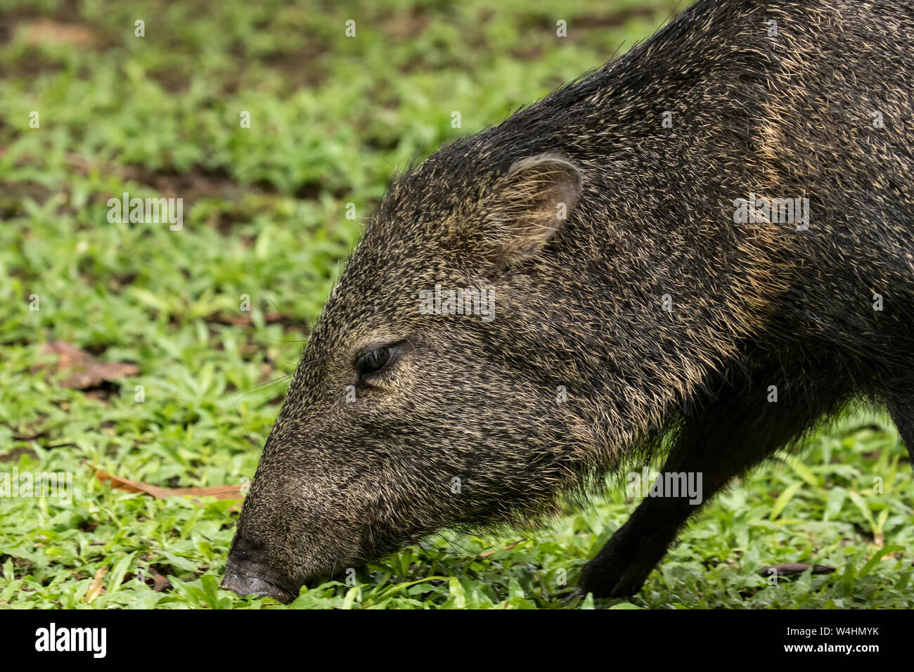 Collared peccary costa rica hi-res stock photography and images - Alamy