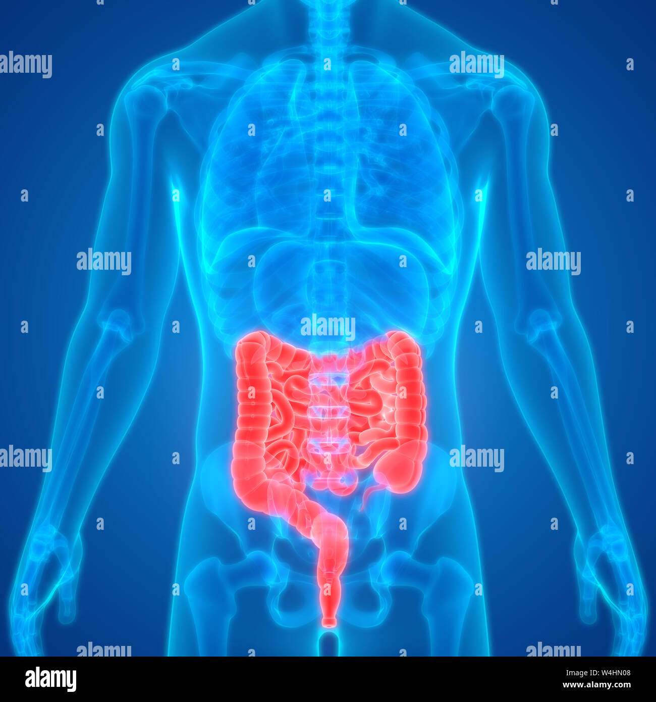 Human Digestive System Large and Small Intestine Anatomy Stock Photo ...