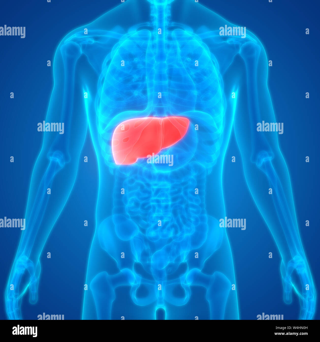 Human Digestive System Liver Anatomy Stock Photo - Alamy