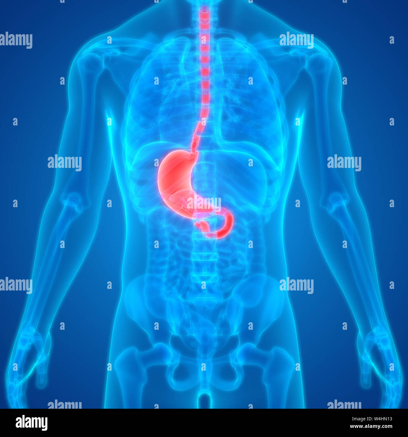 Human Digestive System Stomach Anatomy Stock Photo - Alamy