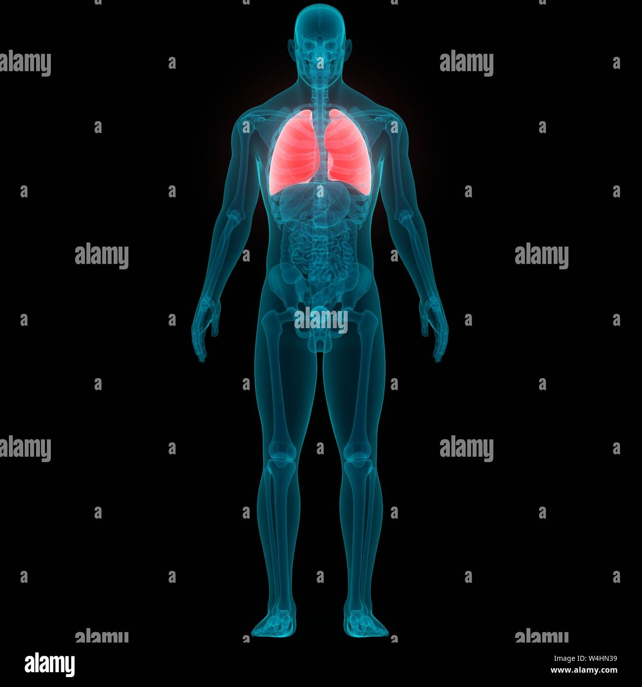 Human Respiratory System Lungs Anatomy Stock Photo - Alamy
