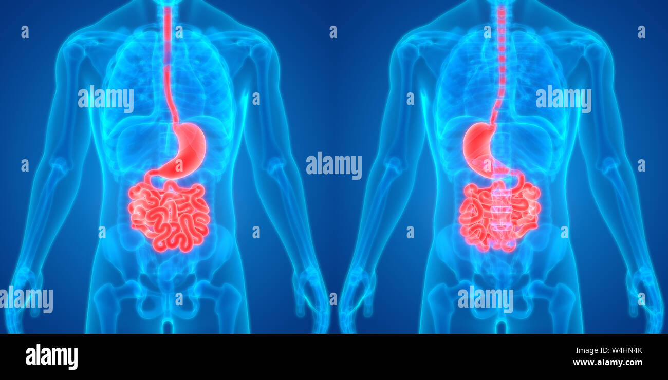Human Digestive System Stomach with Small Intestine Anatomy Stock Photo ...