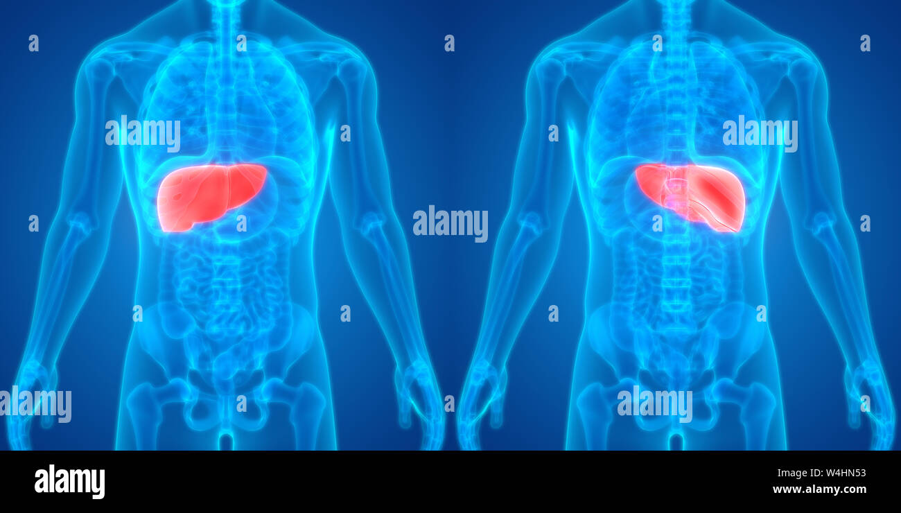 Human Digestive System Liver Anatomy Stock Photo - Alamy