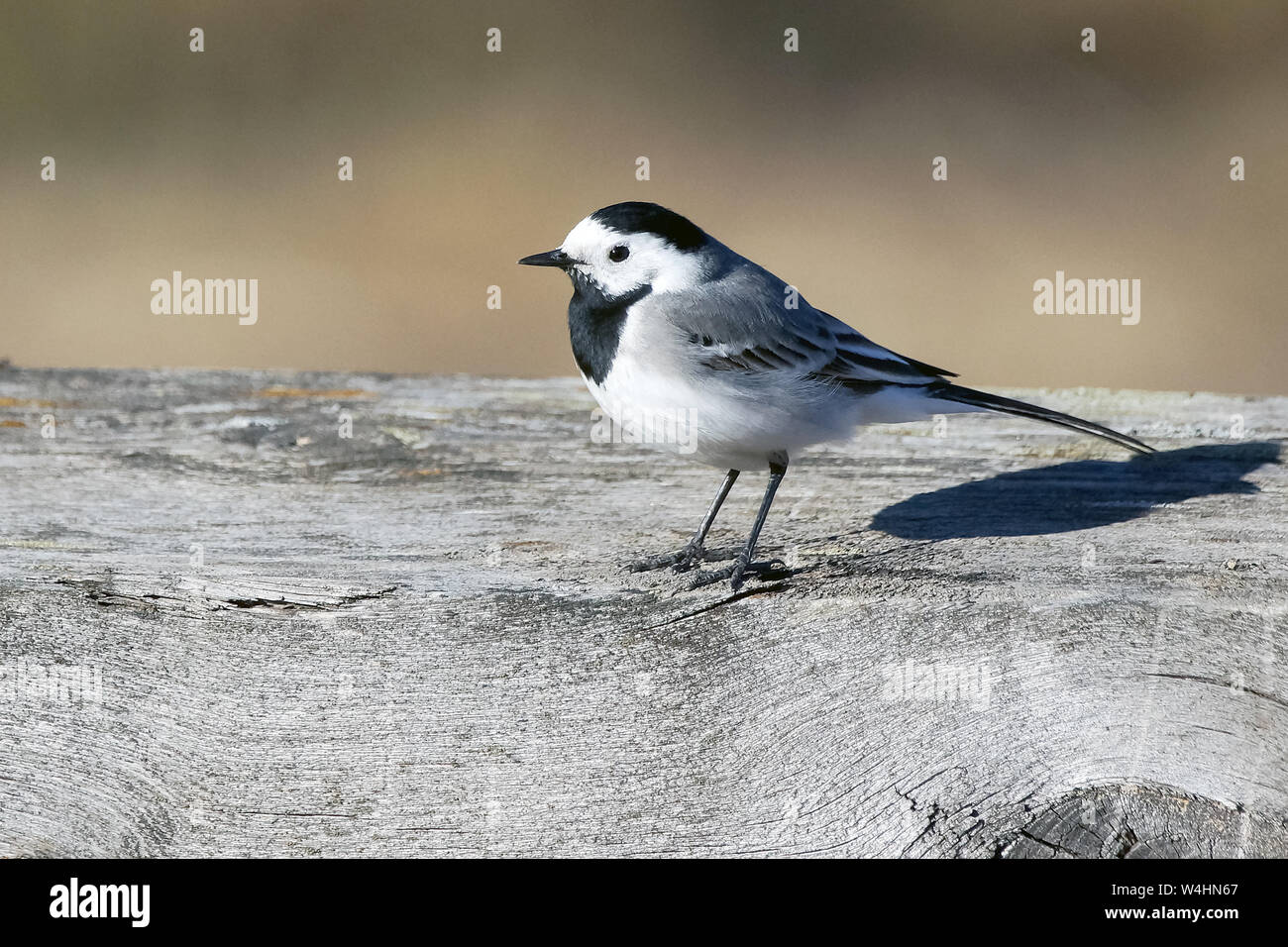 Migratory wagtail hi-res stock photography and images - Alamy