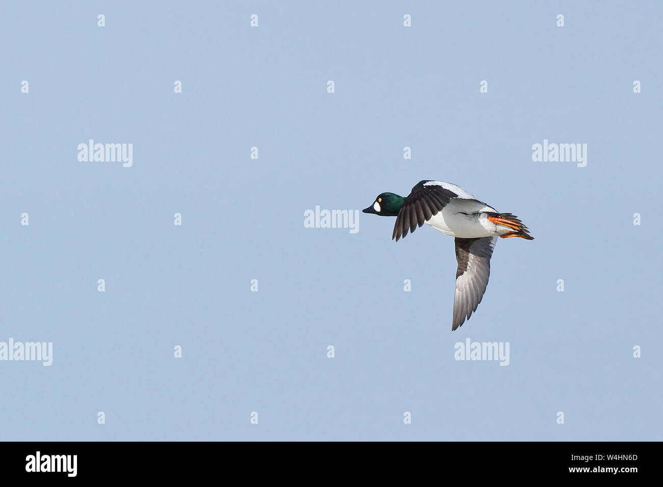 Goldeneye bird hi-res stock photography and images - Alamy