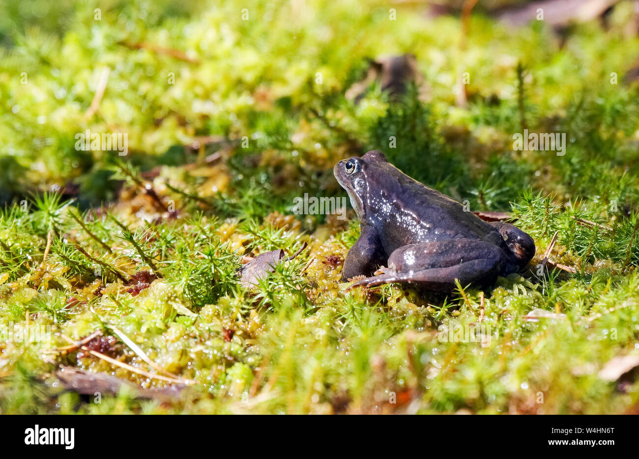 Closeup common common frog hi-res stock photography and images - Alamy