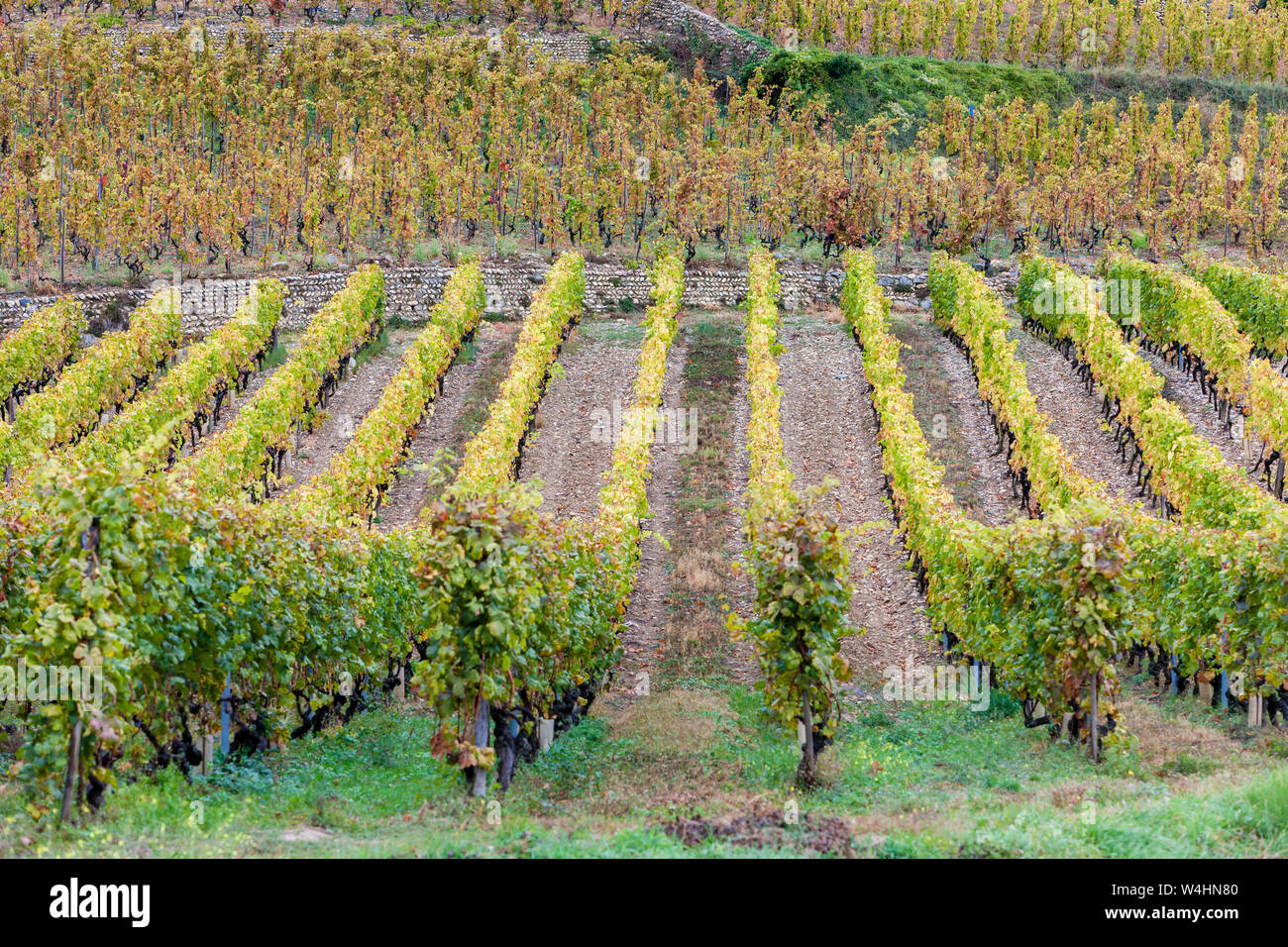 autumn vineyards in Rhona region, France Stock Photo - Alamy