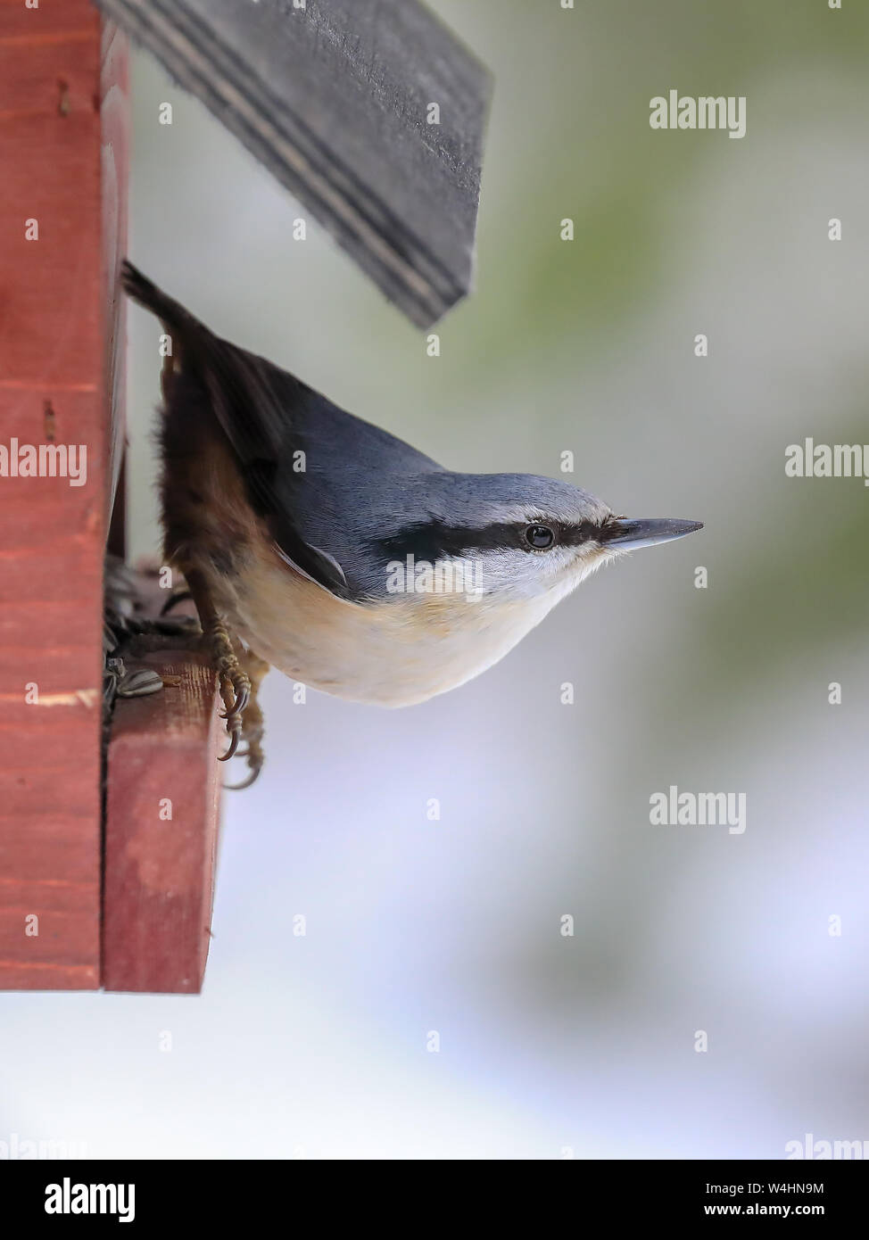 Beautiful nuthatch hi-res stock photography and images - Alamy