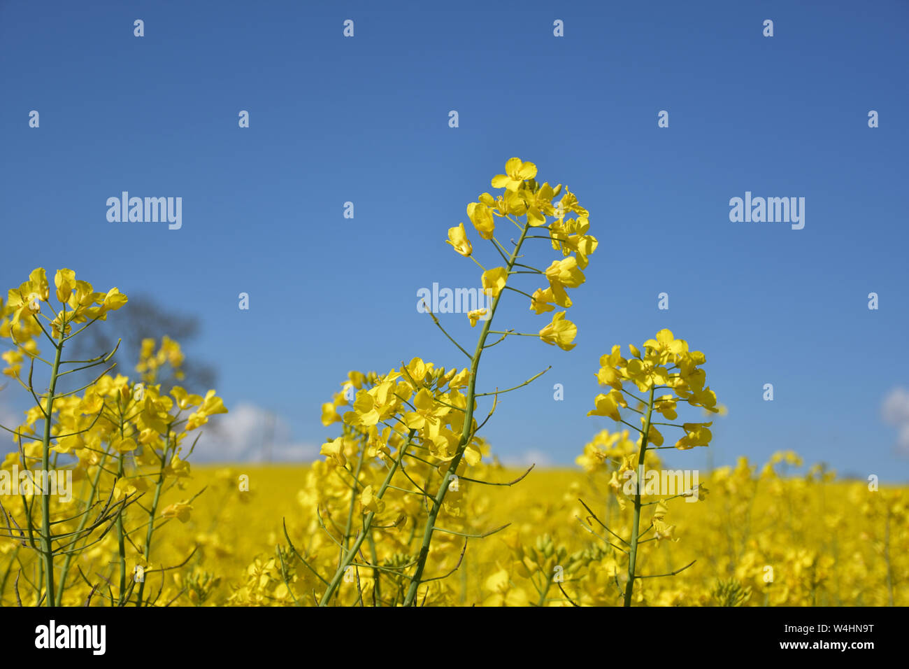 Fantastic up close look at flowering yellow rape seed Stock Photo - Alamy