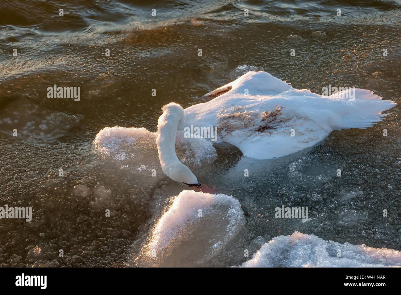 Dead swan hi-res stock photography and images - Alamy