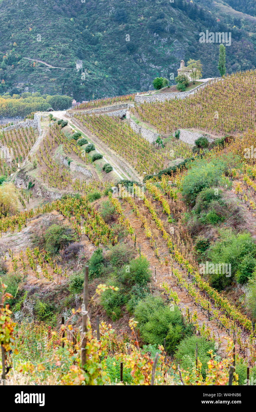 autumn vineyards in Rhona region, France Stock Photo - Alamy