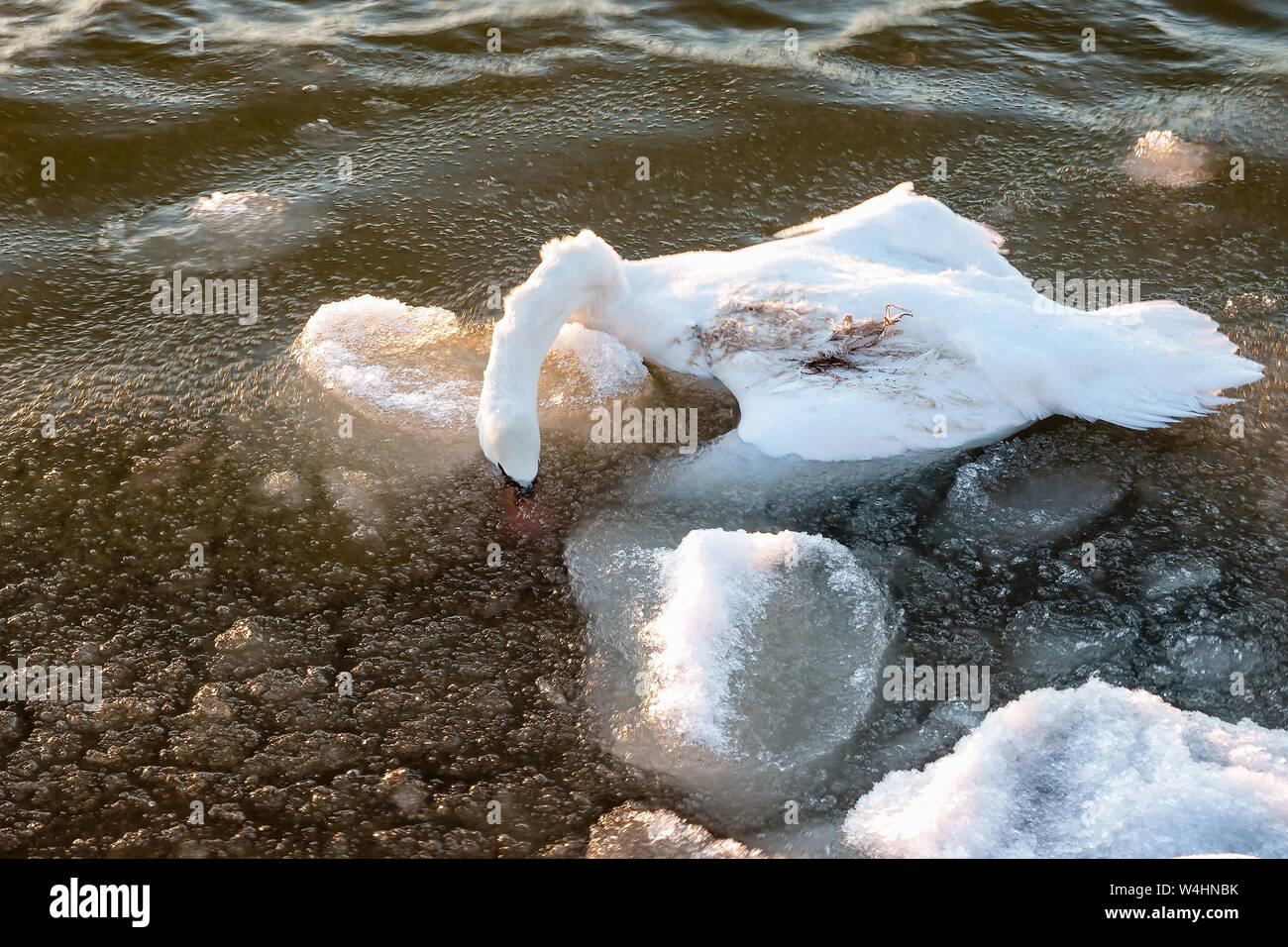 dead swan in water Stock Photo - Alamy