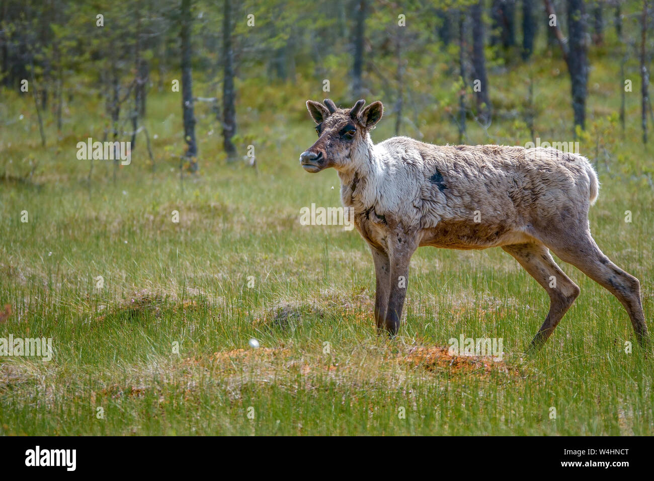 Finnish forest reindeer hi-res stock photography and images - Alamy