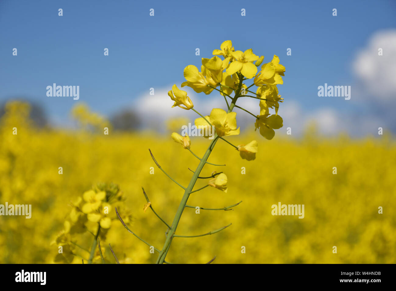 Up close look at a flowering rape seed flowering Stock Photo - Alamy