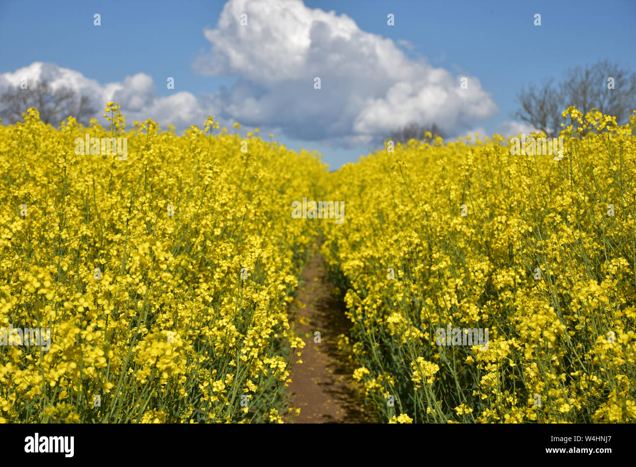 Pathway with a field of flowering rape seeds blooming Stock Photo - Alamy