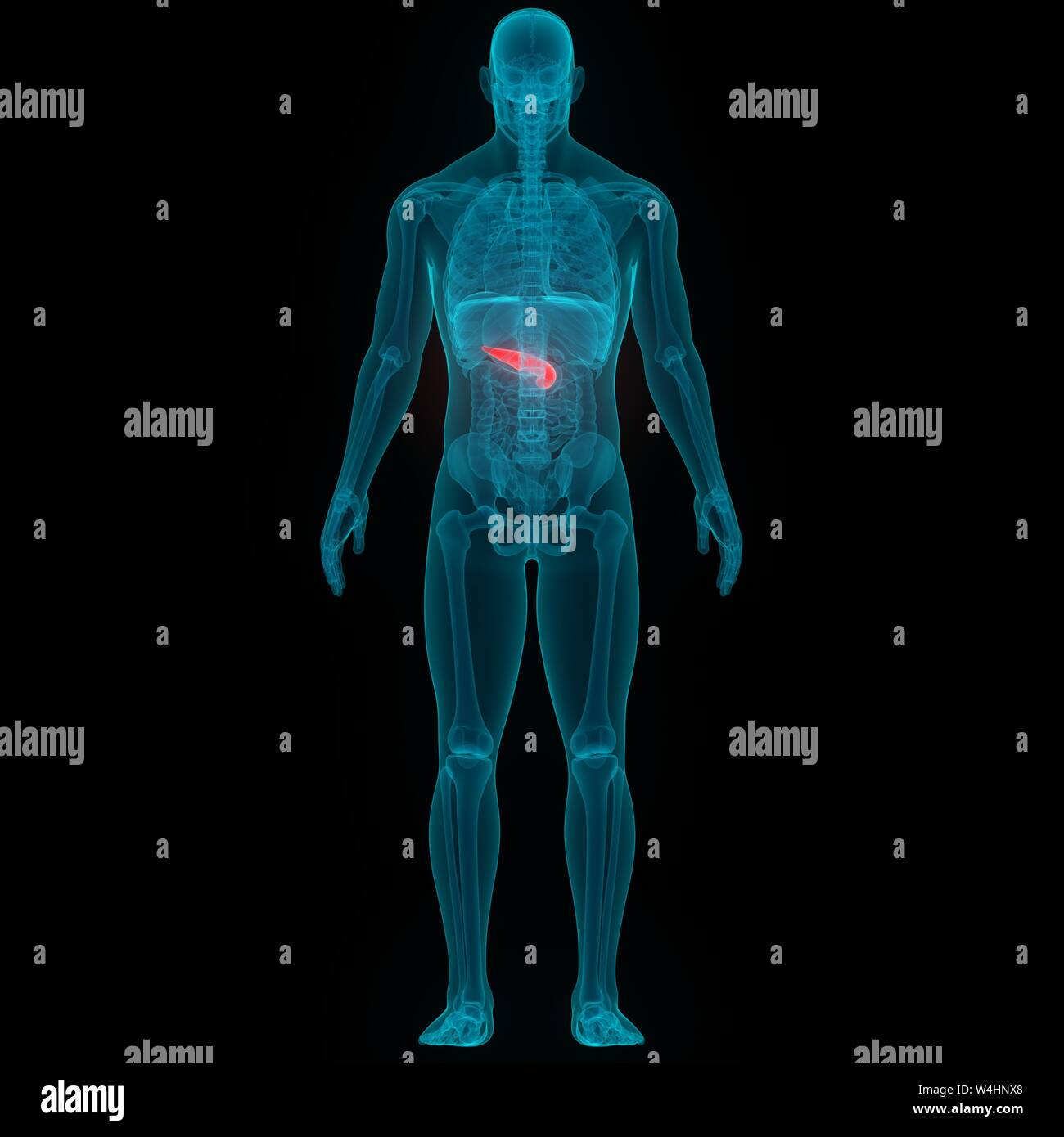 Human Internal Organs Pancreas Anatomy Stock Photo - Alamy
