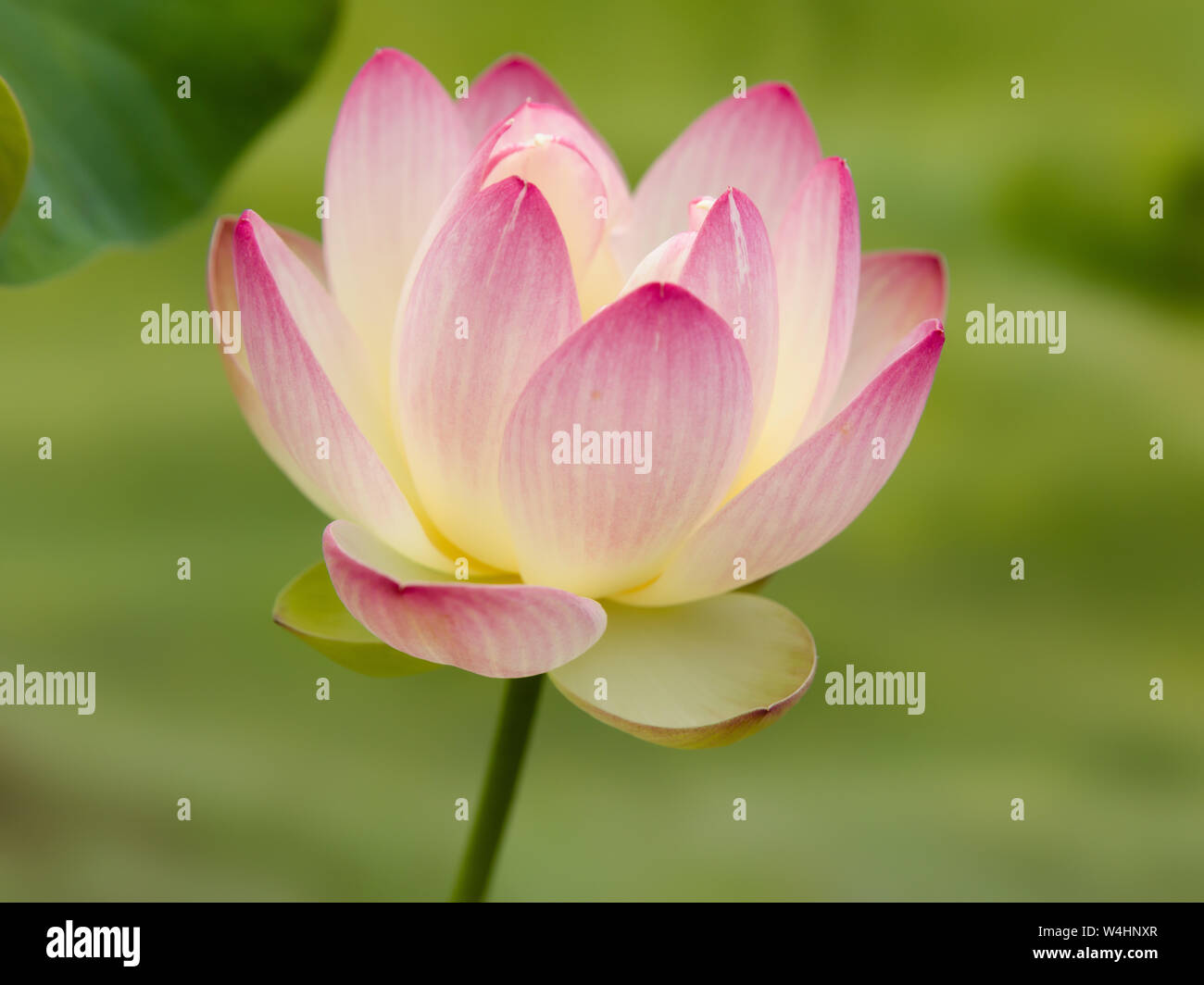 Holy lotus hi-res stock photography and images - Alamy