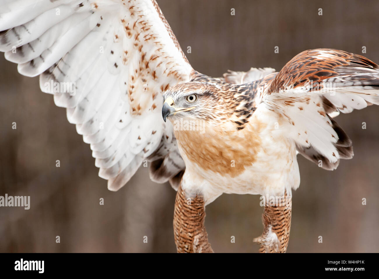Predatory birds hi-res stock photography and images - Alamy