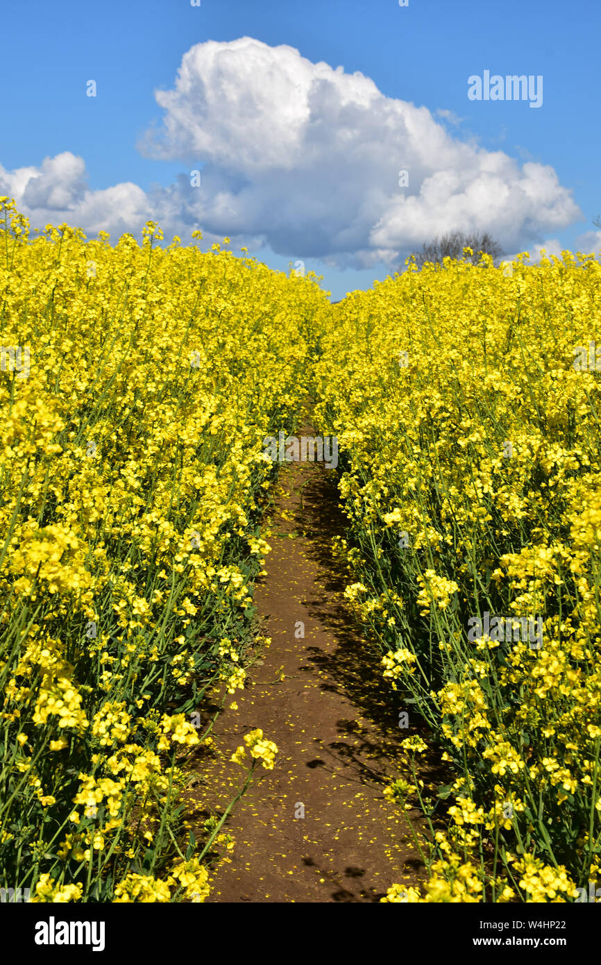 Field of rapeseed with a great footpath through the field Stock Photo ...