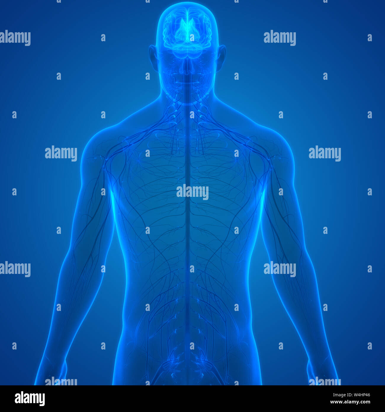 Human Nervous System Brain Anatomy Stock Photo - Alamy