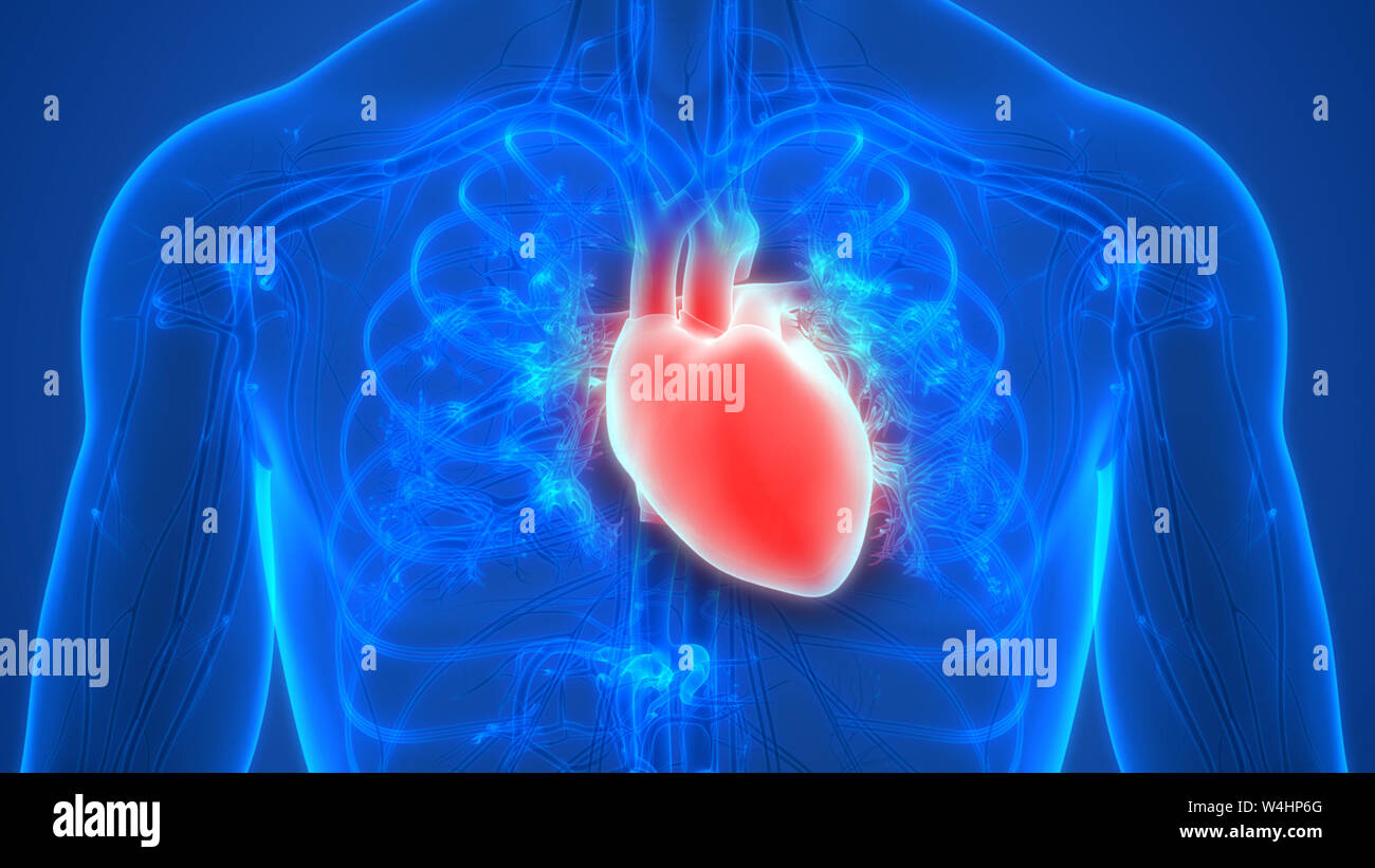 Human Circulatory System Heart Anatomy Stock Photo - Alamy