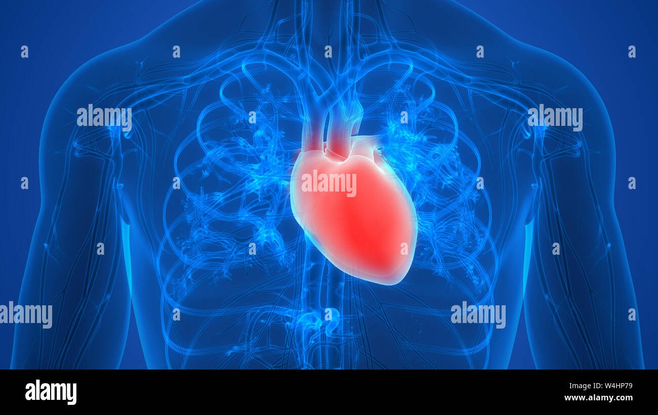 Human Circulatory System Heart Anatomy Stock Photo - Alamy