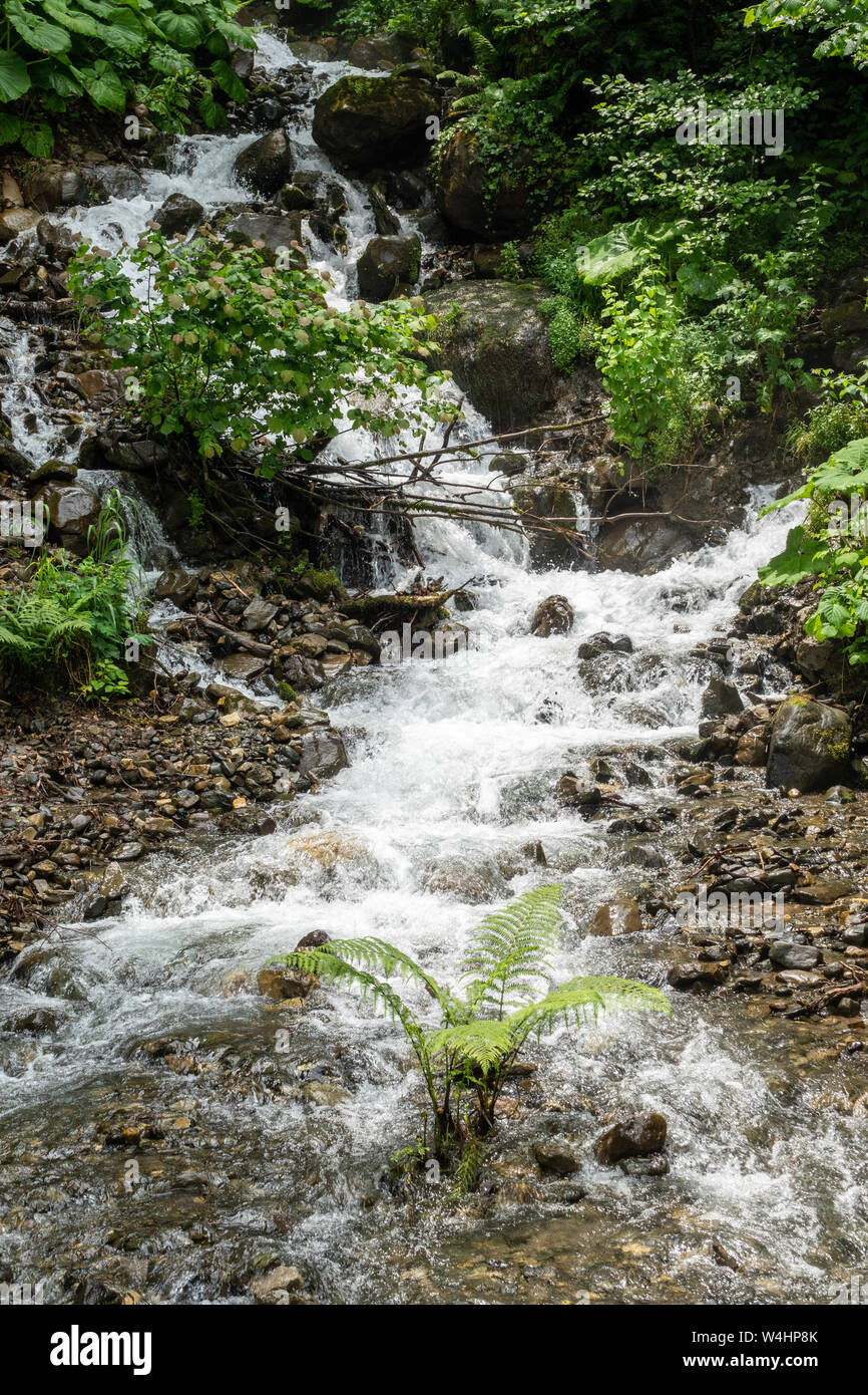A powerful mountain stream flows down from the rocks and stones. Green ...
