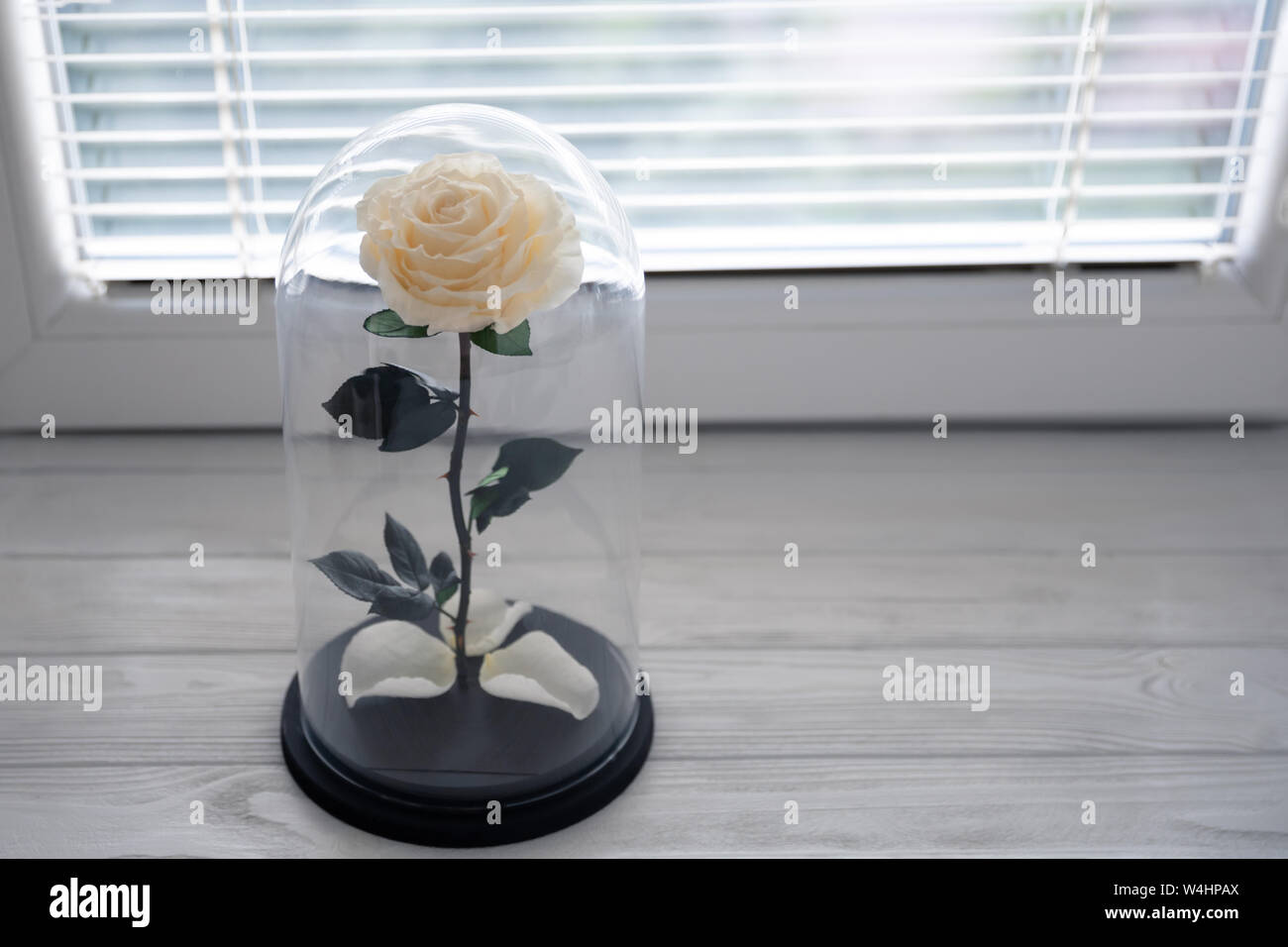 A white rose in a glass flask, an ever-living flower. The perfect gift ...
