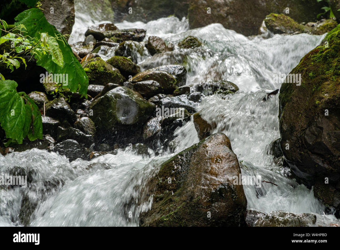 A powerful mountain stream flows down from the rocks and stones. Green ...