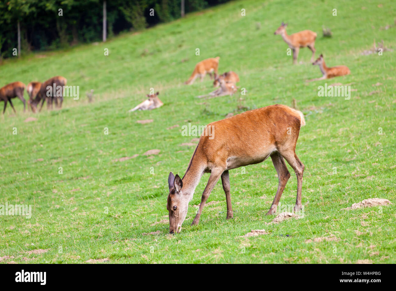 Natural preserve austria hi-res stock photography and images - Alamy