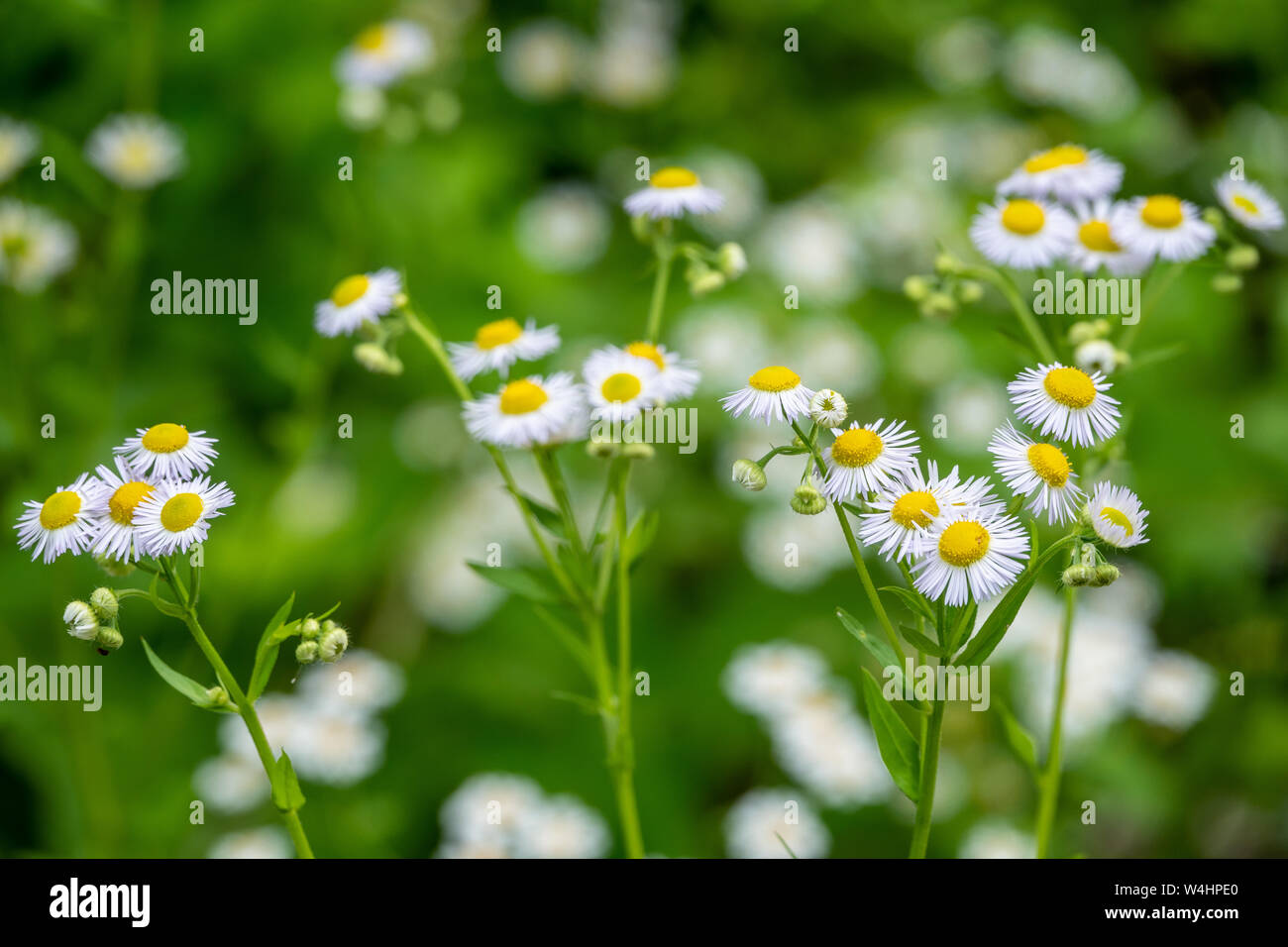 White and yellow daisy flowers on a green blurred background ...