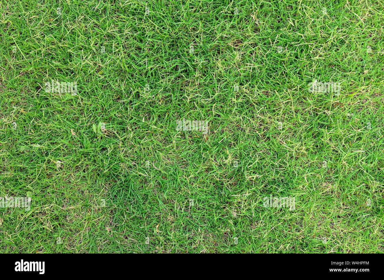 Lush green grass texture Stock Photo - Alamy