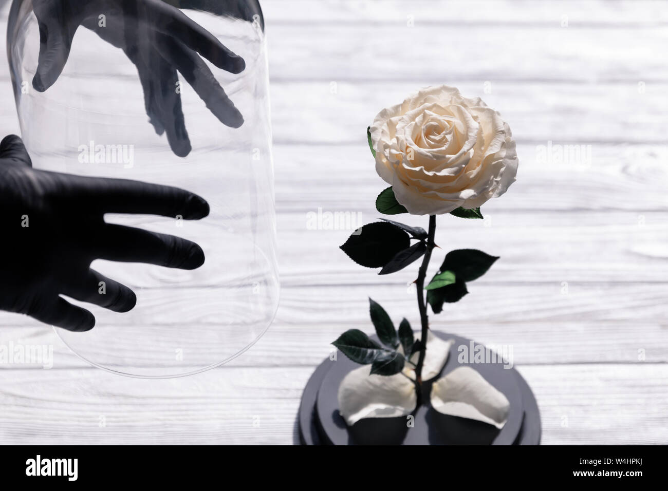 A white rose in a glass flask, an ever-living flower. The perfect gift ...
