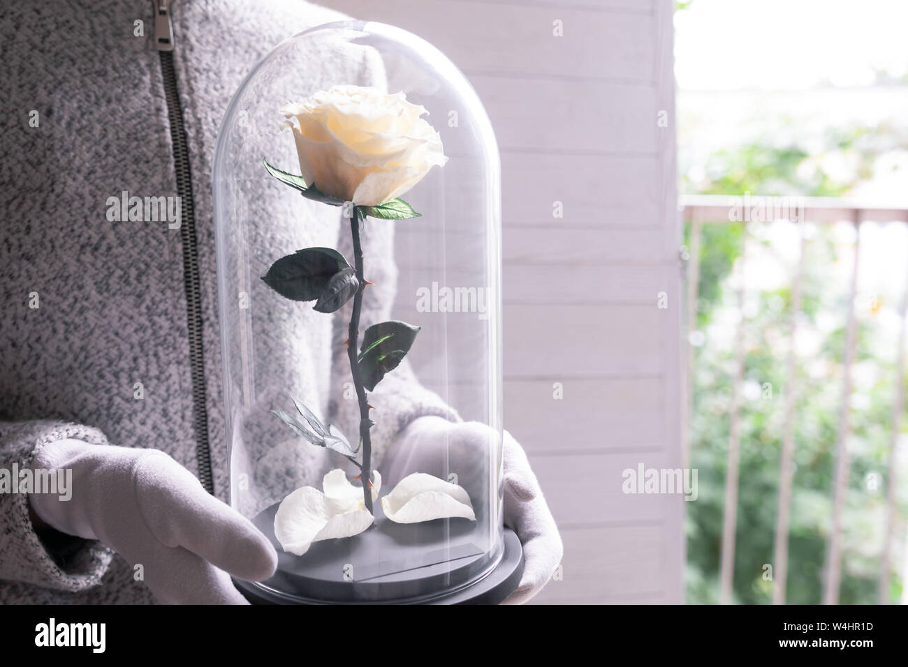 Woman holding a white rose in a flask on white background Stock Photo ...