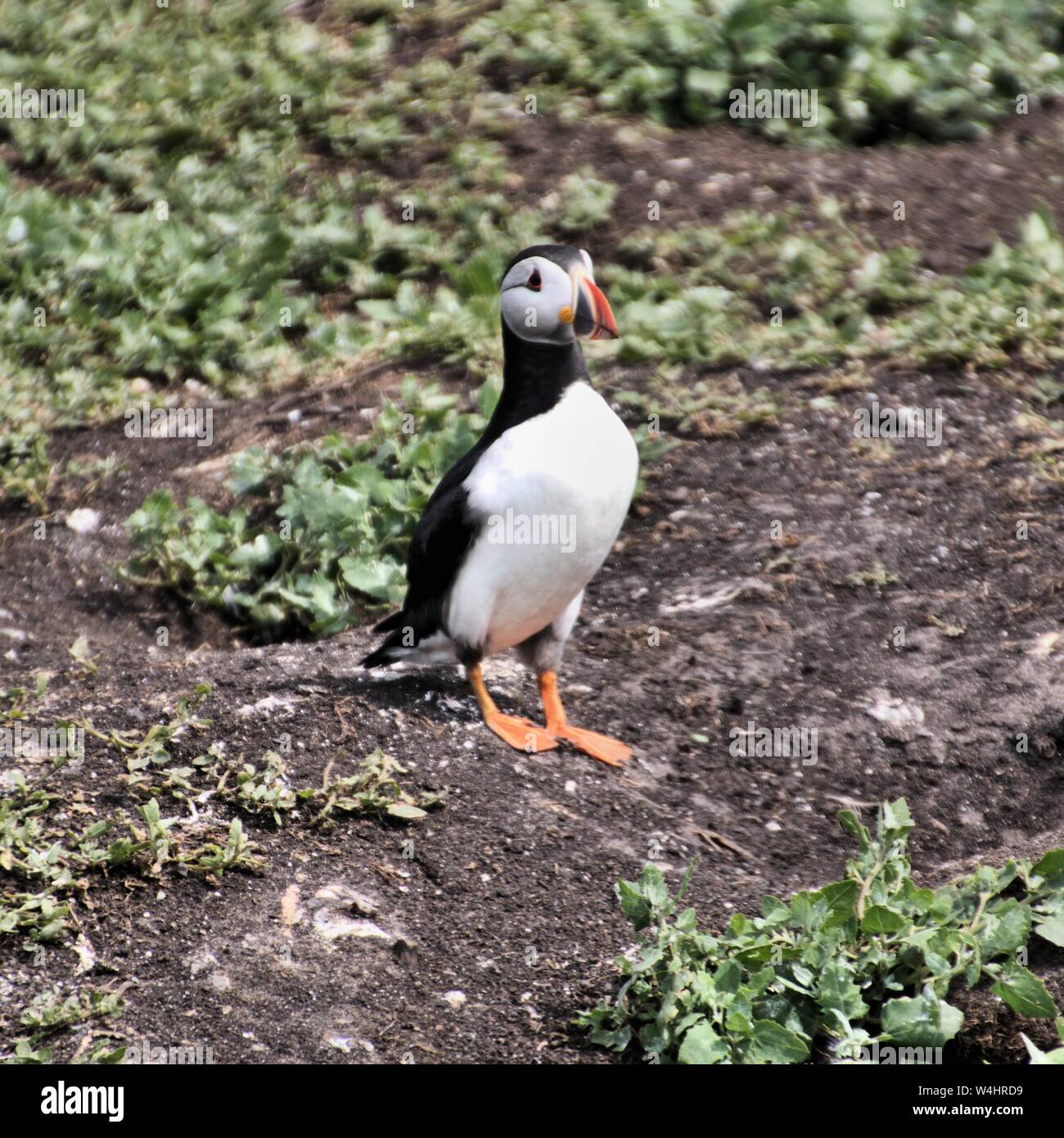 A picture of a Puffin on Farne Islands Stock Photo - Alamy