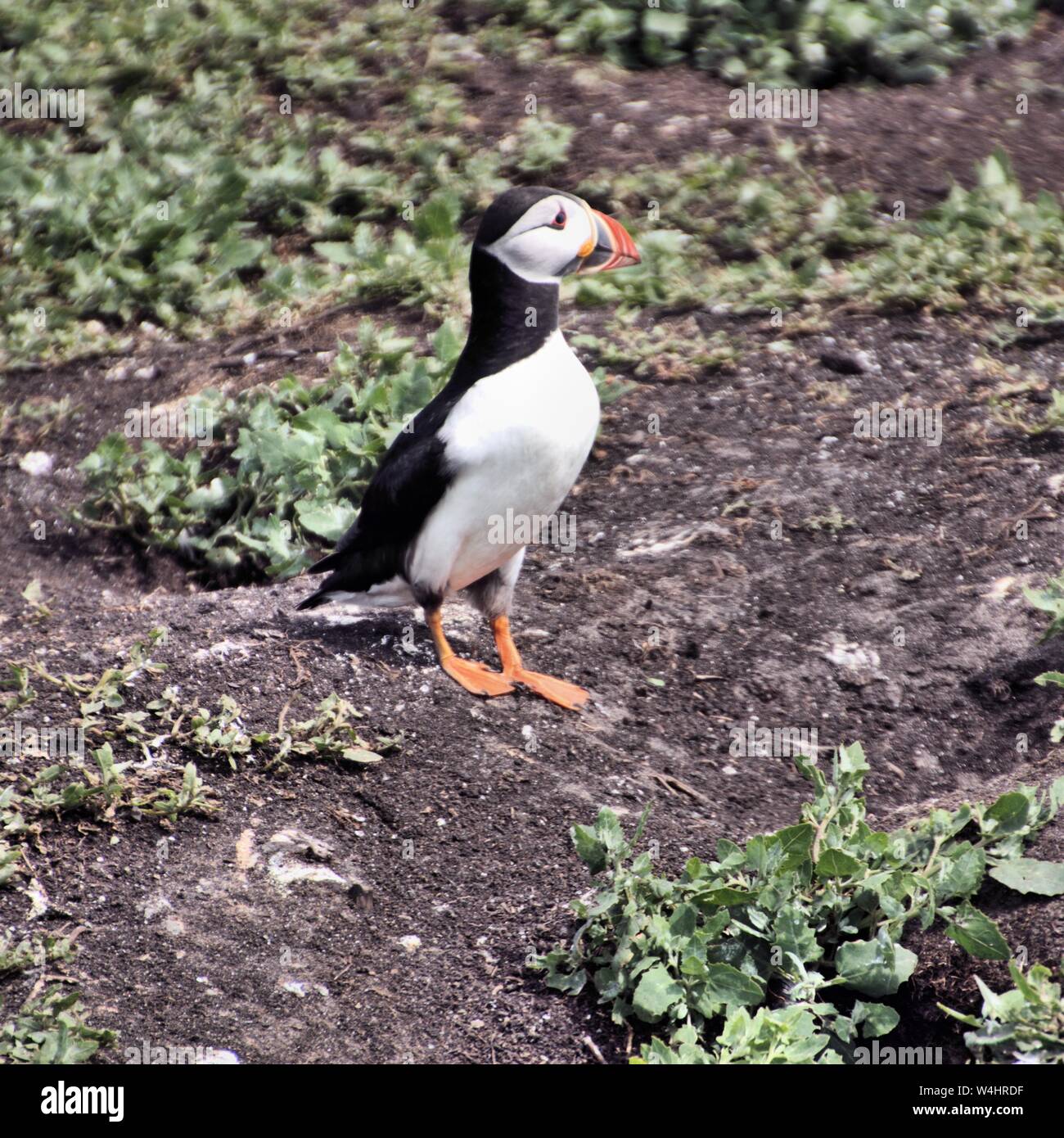 A picture of a Puffin on Farne Islands Stock Photo - Alamy
