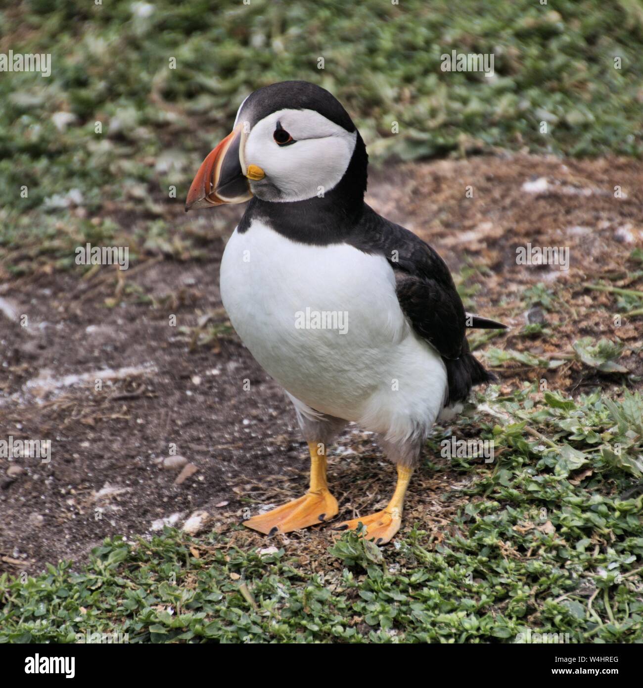 A picture of a Puffin on Farne Islands Stock Photo - Alamy