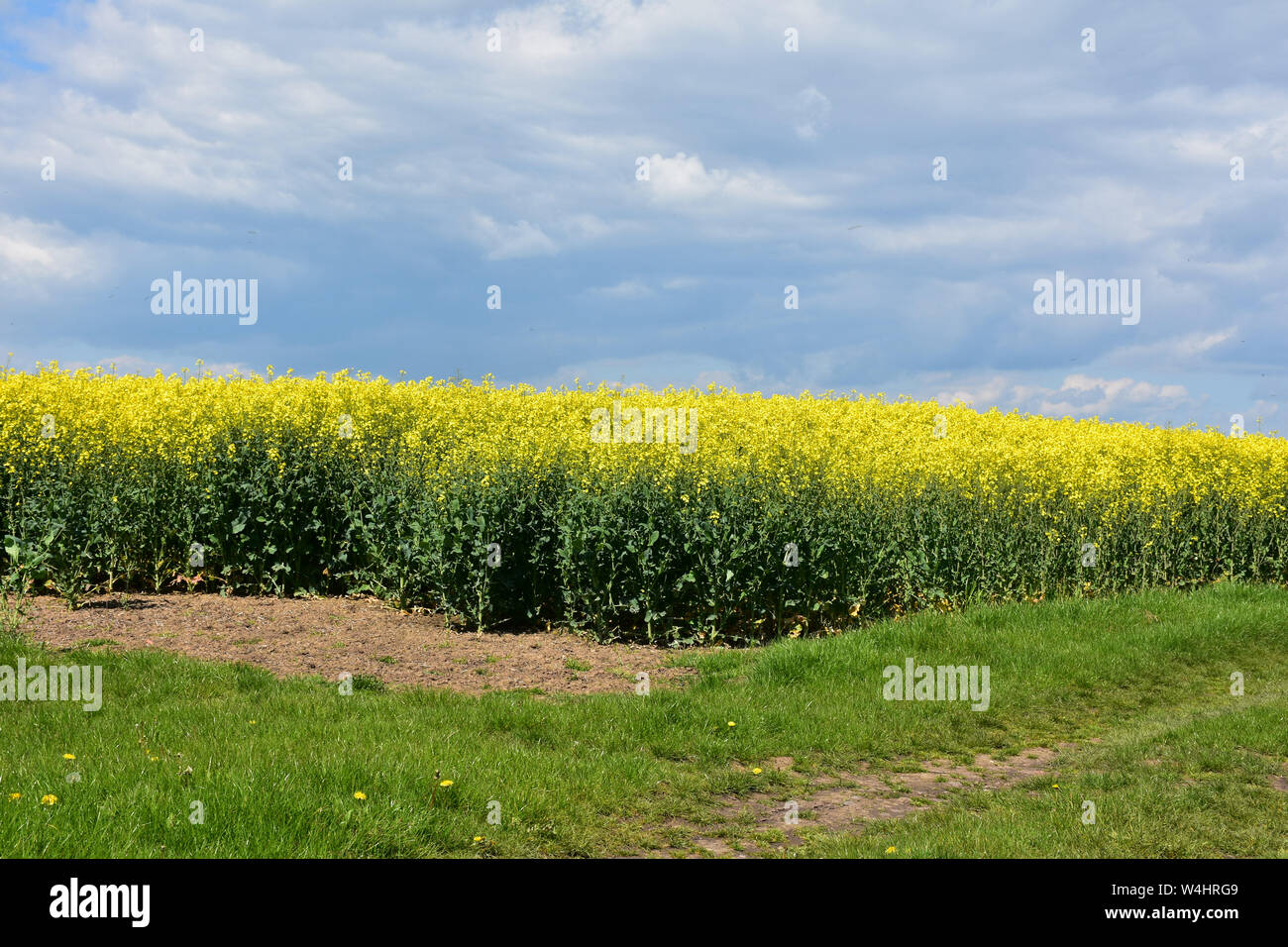 Beautiful field of flowering yellow rape seed flowers Stock Photo - Alamy