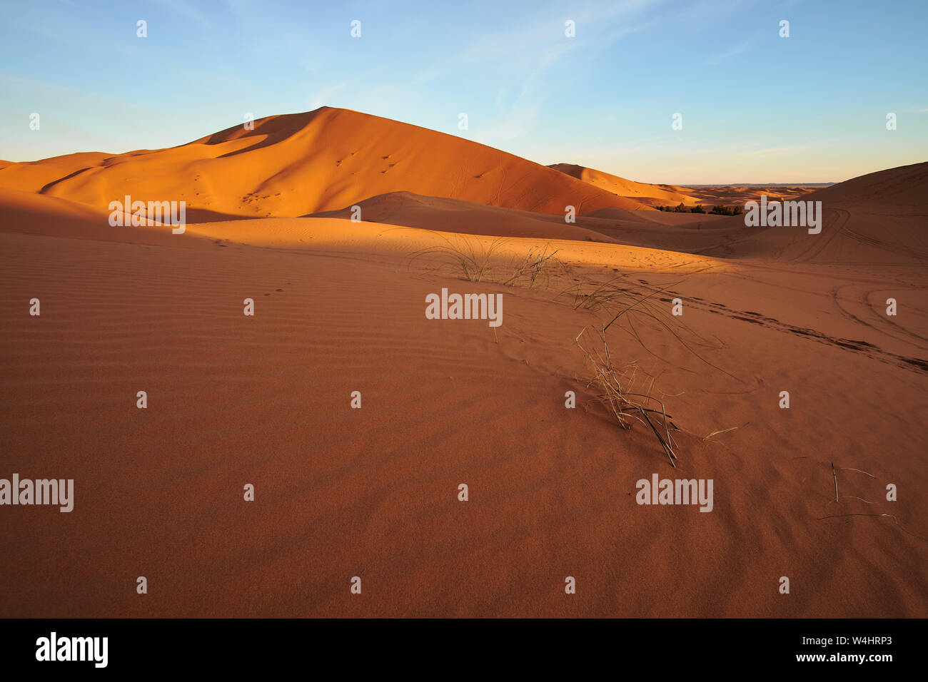 Detail of green grass in hot desert landscape during the sunrise in ...