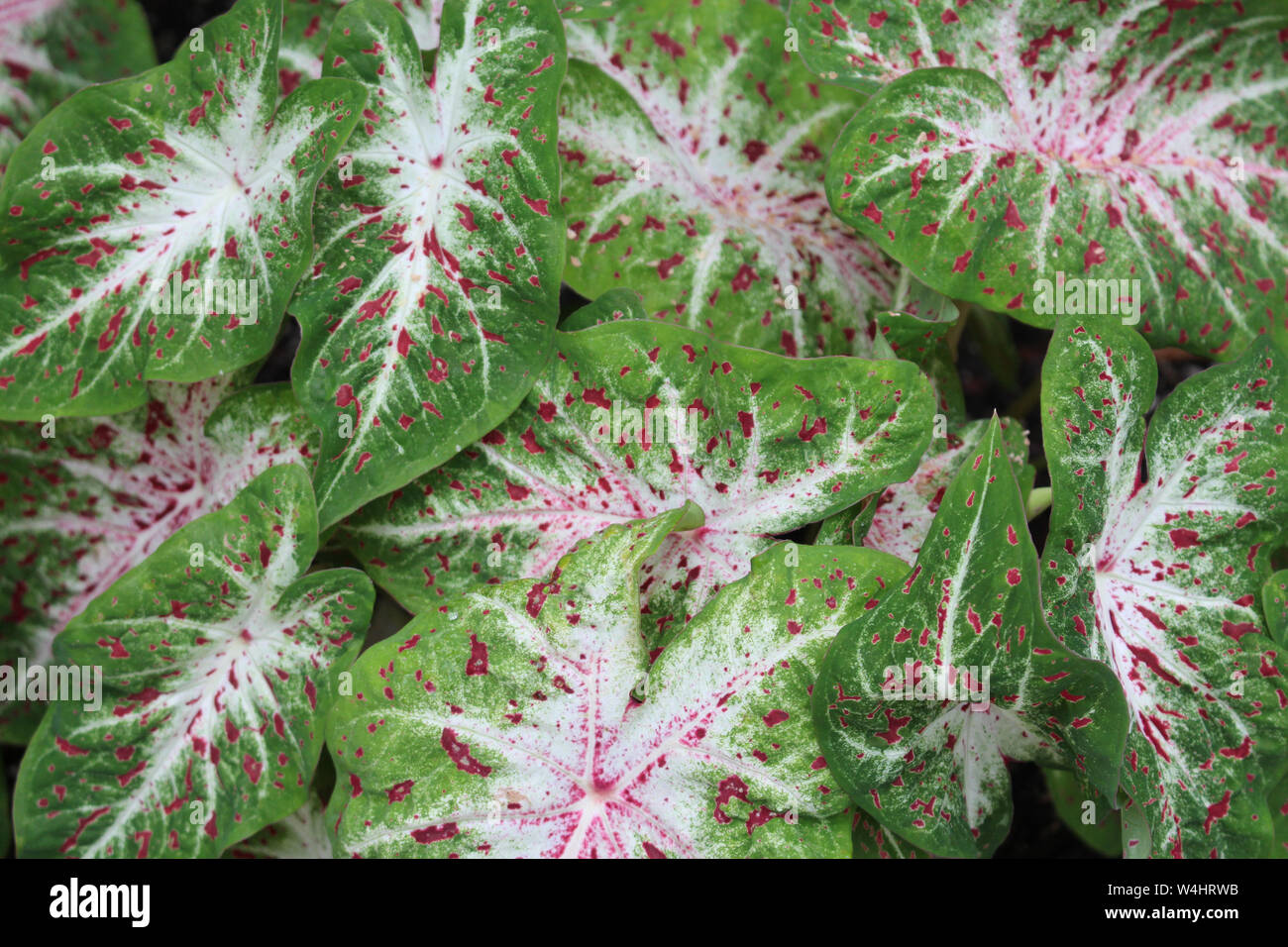 Close up of pink, white and green Caladium leaves Stock Photo - Alamy