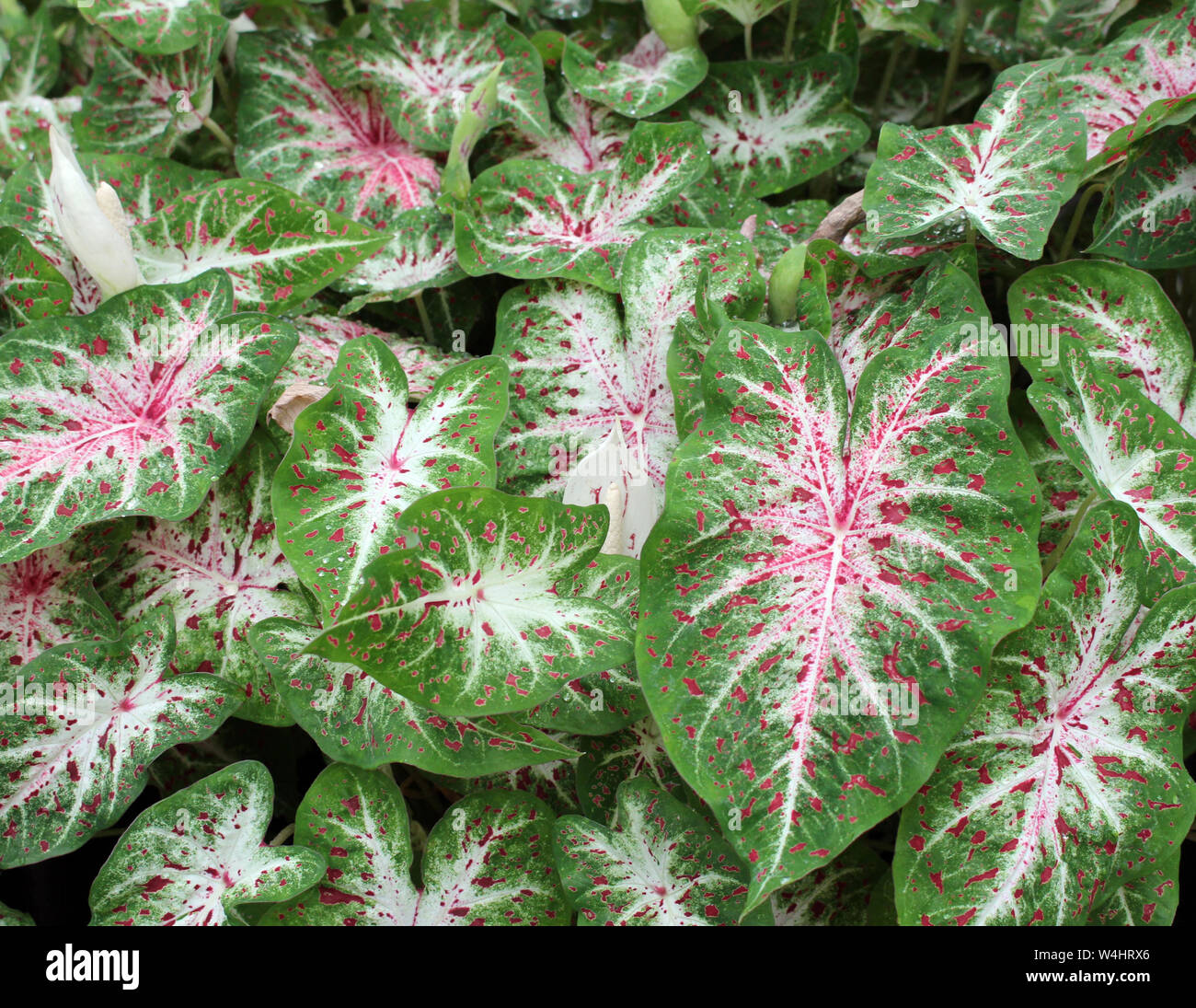 Caladium pink beauty hi-res stock photography and images - Alamy
