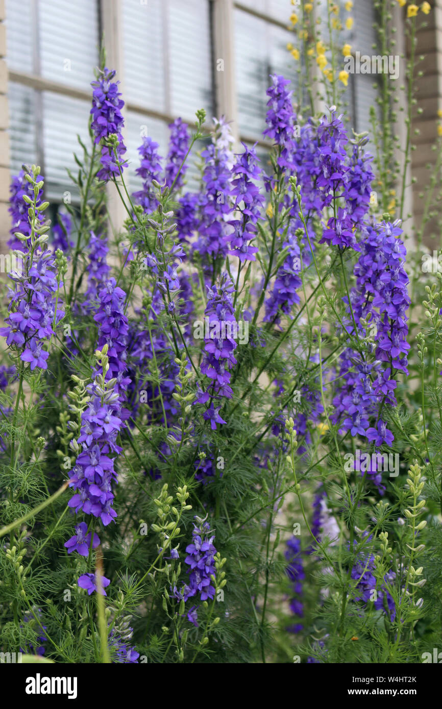 Perennial Delphinium High Resolution Stock Photography and Images - Alamy