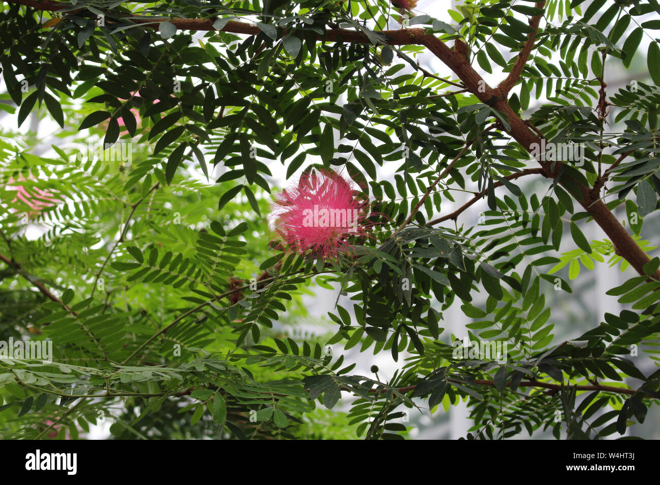 A blooming Pink Powder Puff flower amidst the leaves of the tree Stock ...