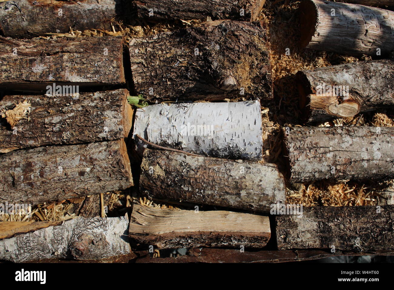 Rotting logs hi-res stock photography and images - Alamy